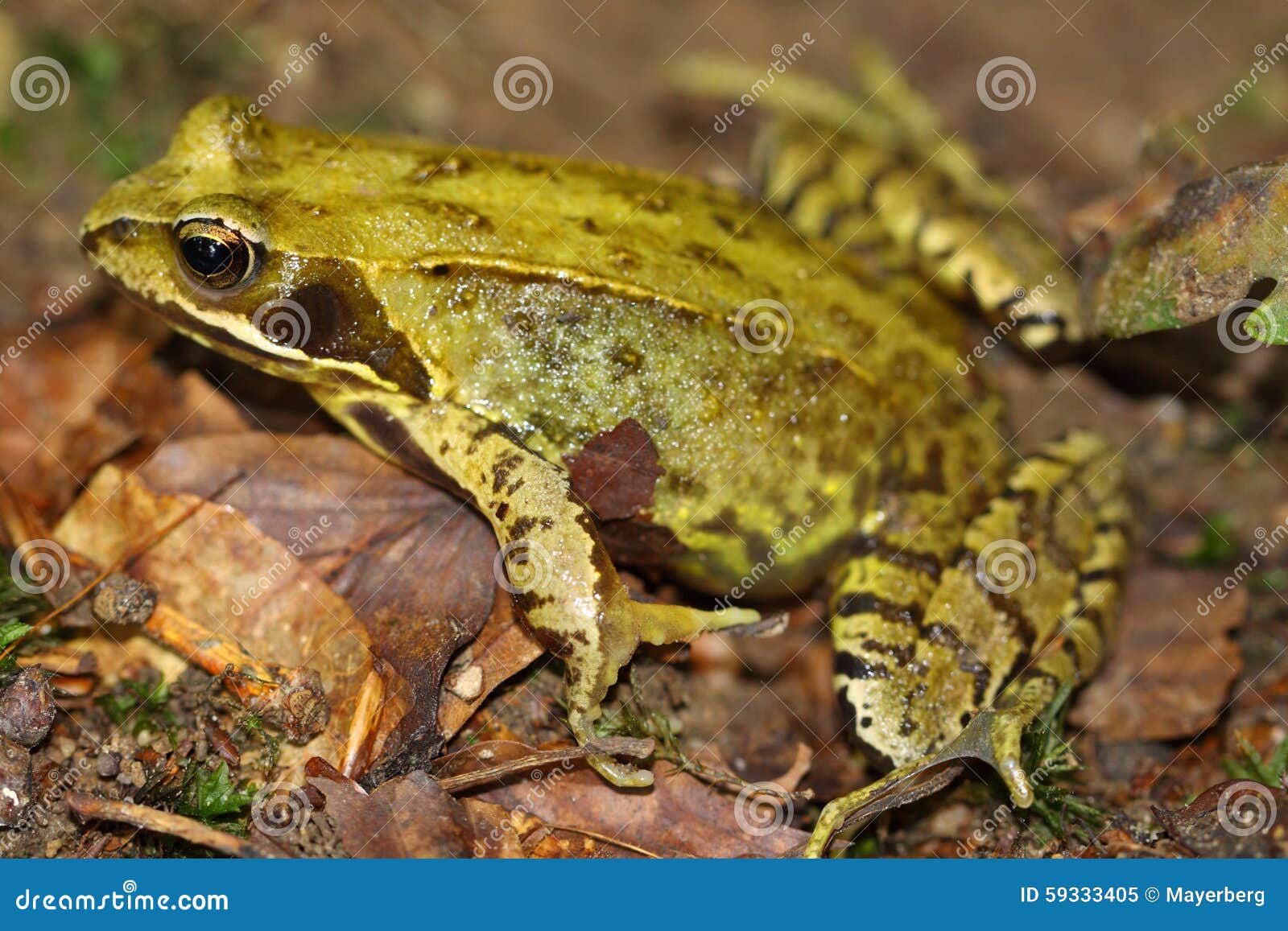 Europese geelgroene kikker stock afbeelding. Image of reptiel - 59333405