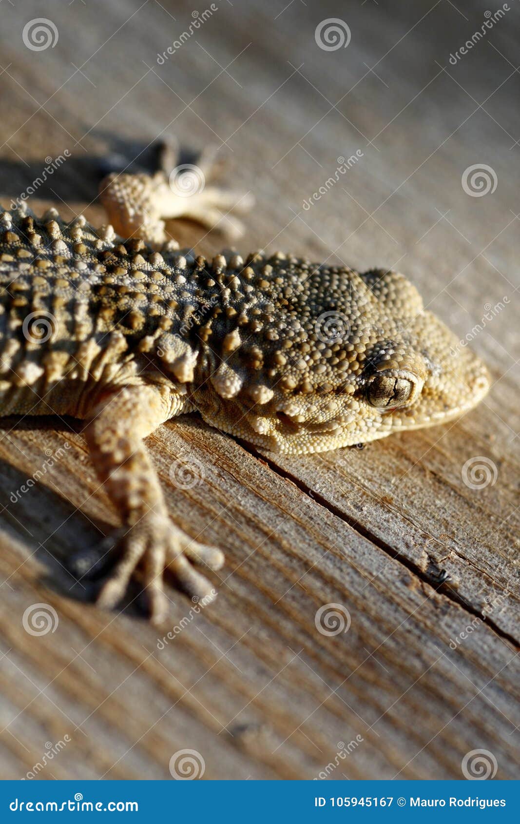 Europese gekko stock afbeelding. Image of raad, primitief - 105945167