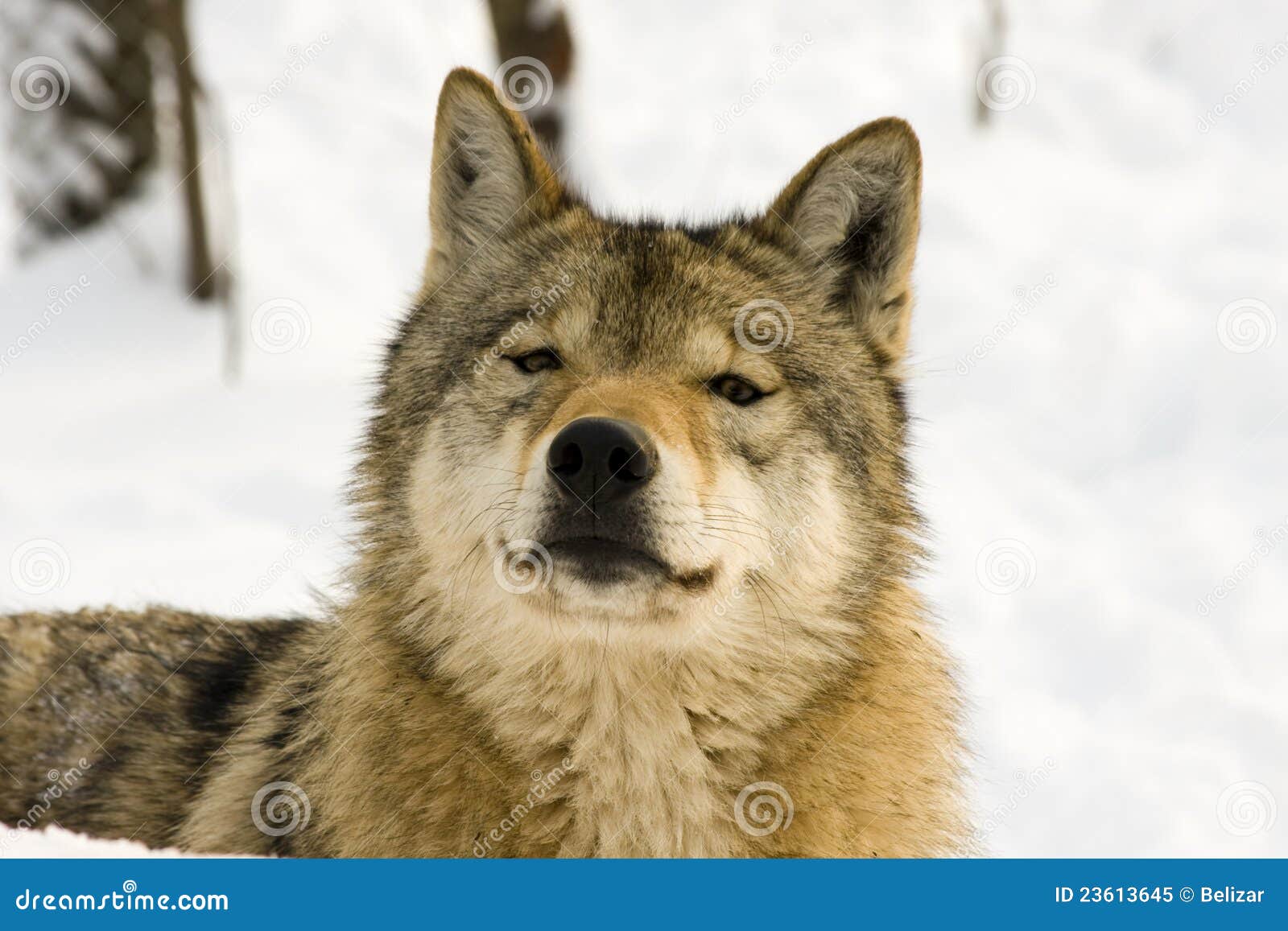 Europese grijze wolf stock afbeelding. Image of hoofd - 23613645