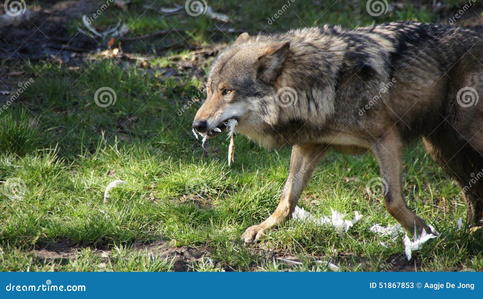 Europese Grijze Wolf Die Eend Eten Stock Afbeelding - Image of eten ...