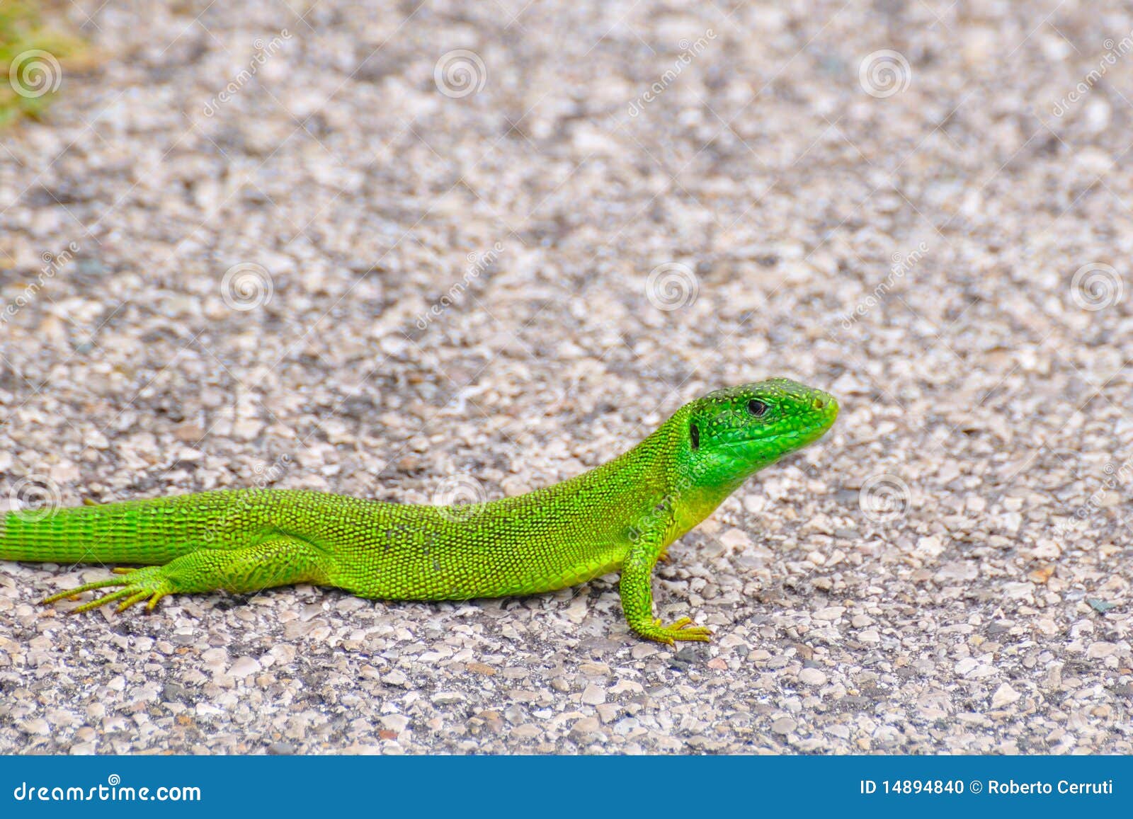 Europese groene hagedis stock foto. Image of europees - 14894840