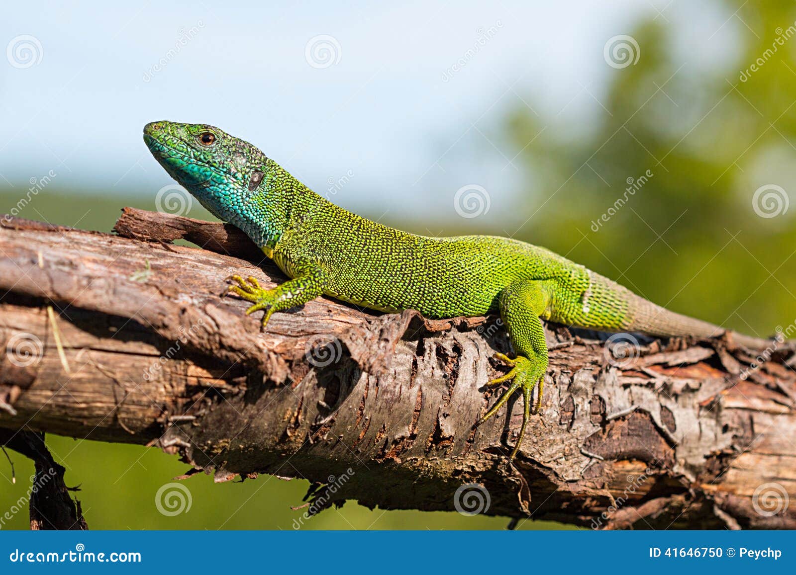 Europese groene hagedis stock foto. Image of bruin, nave - 41646750