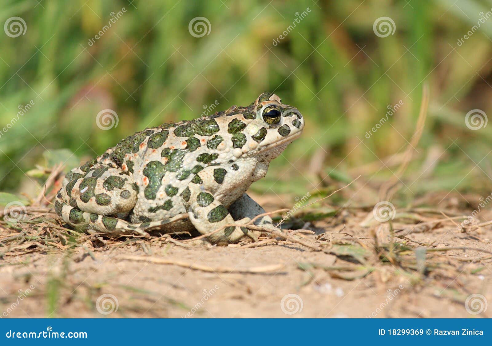 Europese groene pad stock afbeelding. Image of riet, amfibie - 18299369