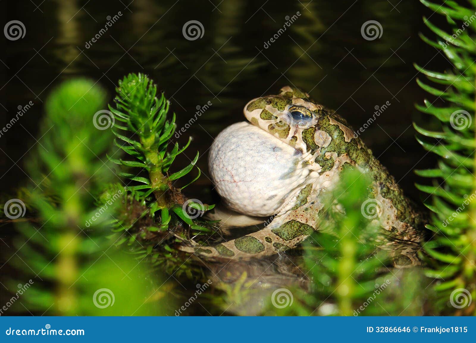 Europese Groene Pad (Bufo-viridis) Stock Foto - Image of kruipen ...