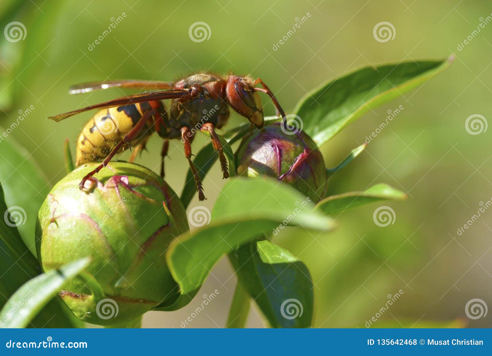 Europese Horzel Op Knopbloem Stock Foto - Image of been, antenne: 135642468