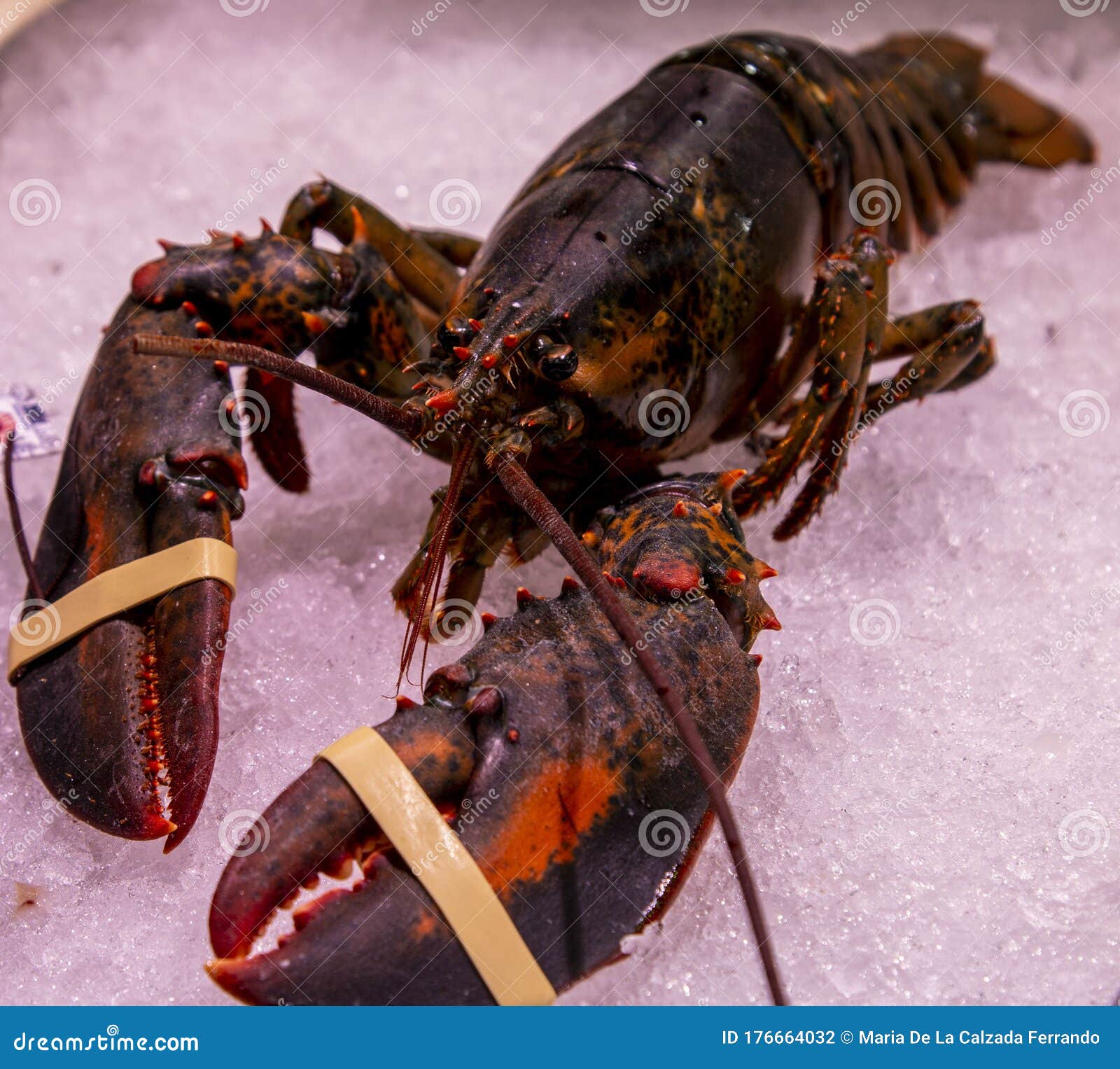 Europese Kreeft in Het Restaurant Stock Foto - Image of zeekreeft ...