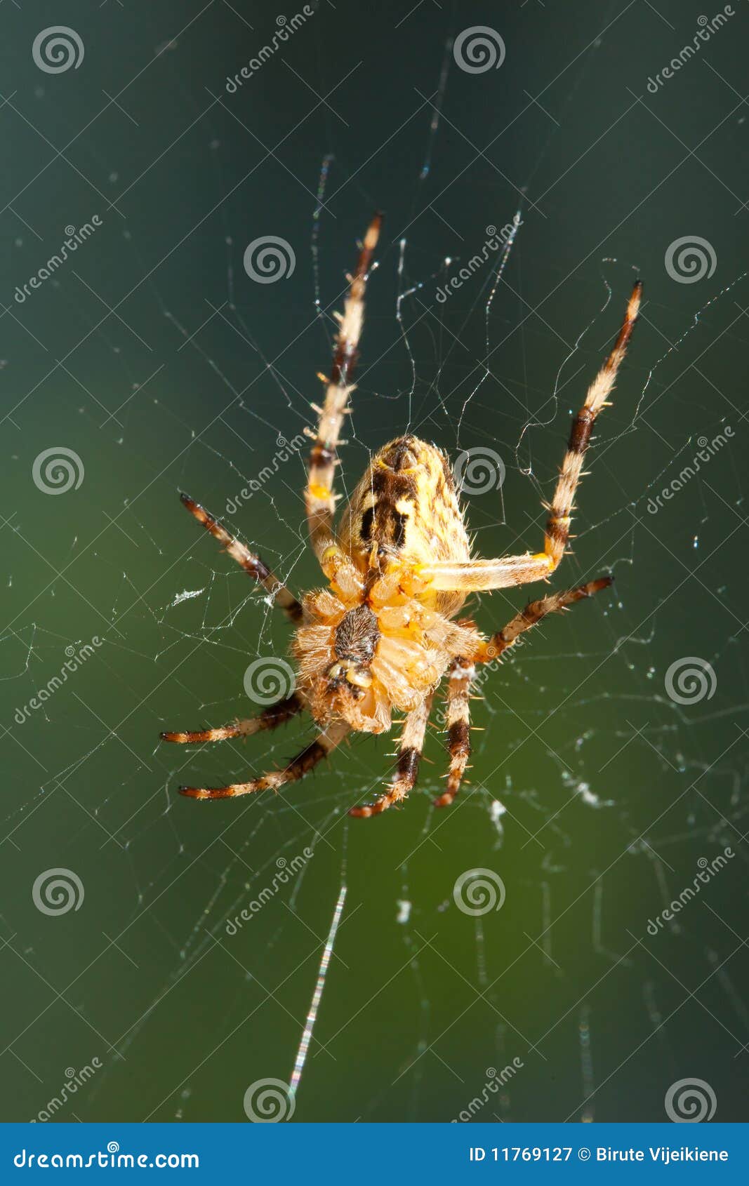 Europese kruisspin stock afbeelding. Image of nave, duivel - 11769127