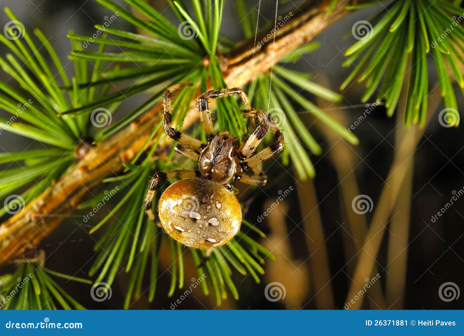 Europese kruisspin stock afbeelding. Image of netwerk - 26371881
