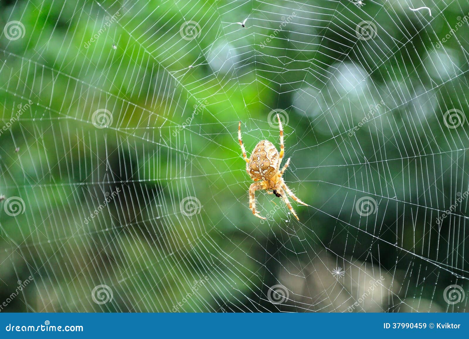 Europese Kruisspin in Zijn Web Stock Afbeelding - Image of groen, been ...