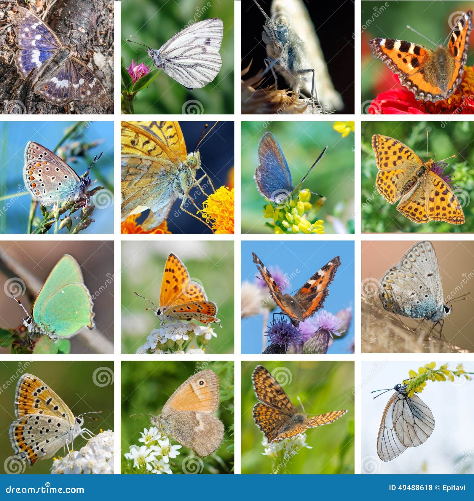 Europese vlinders stock foto. Image of groep, inzameling - 49488618