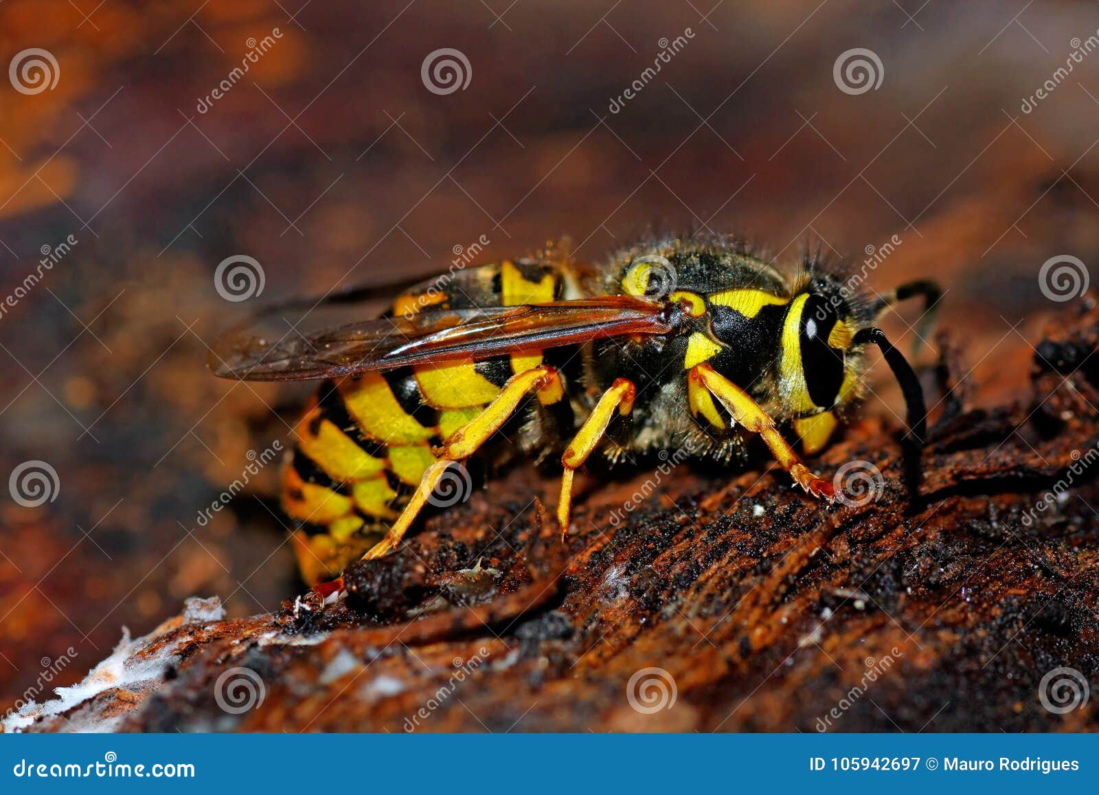 Europese wesp stock afbeelding. Image of insect, geel - 105942697