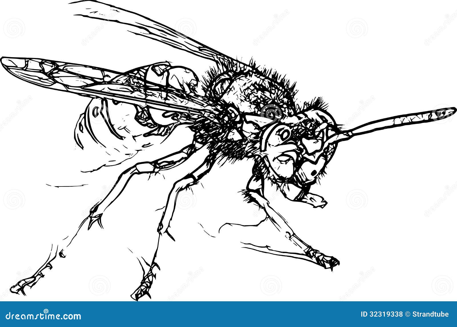 Europese Wesp stock illustratie. Illustration of vorm - 32319338