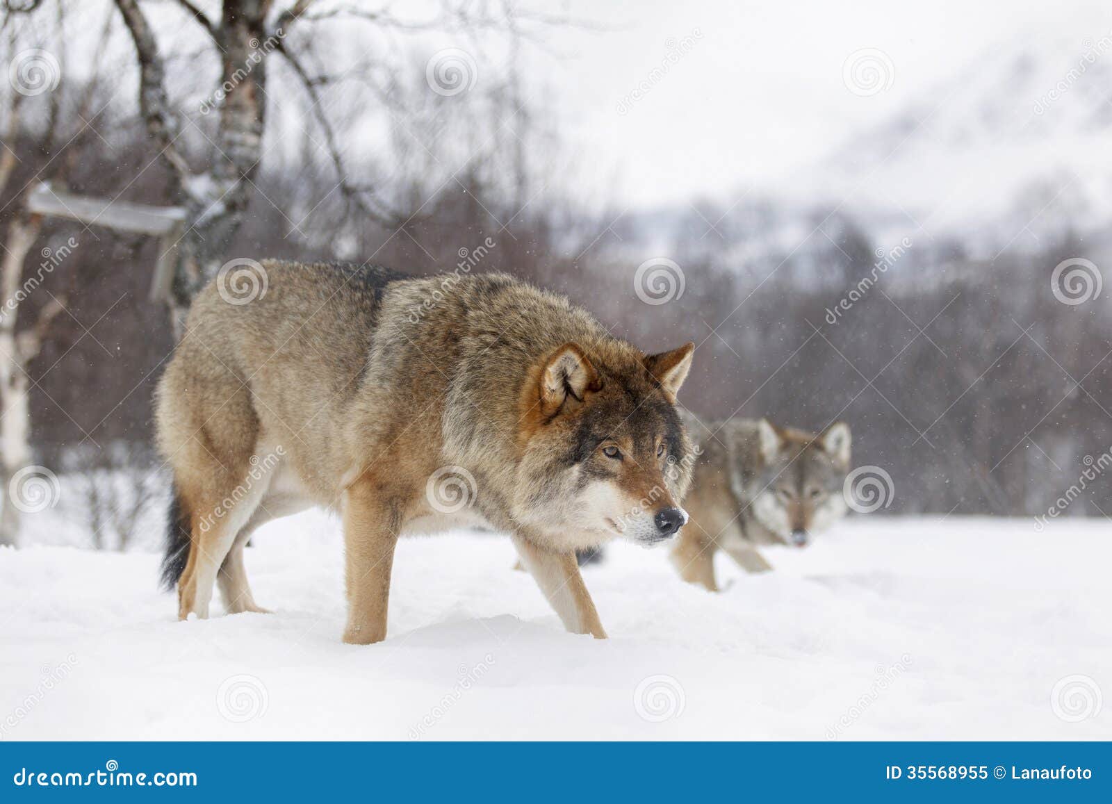 Europese wolf stock afbeelding. Image of wild, europees - 35568955