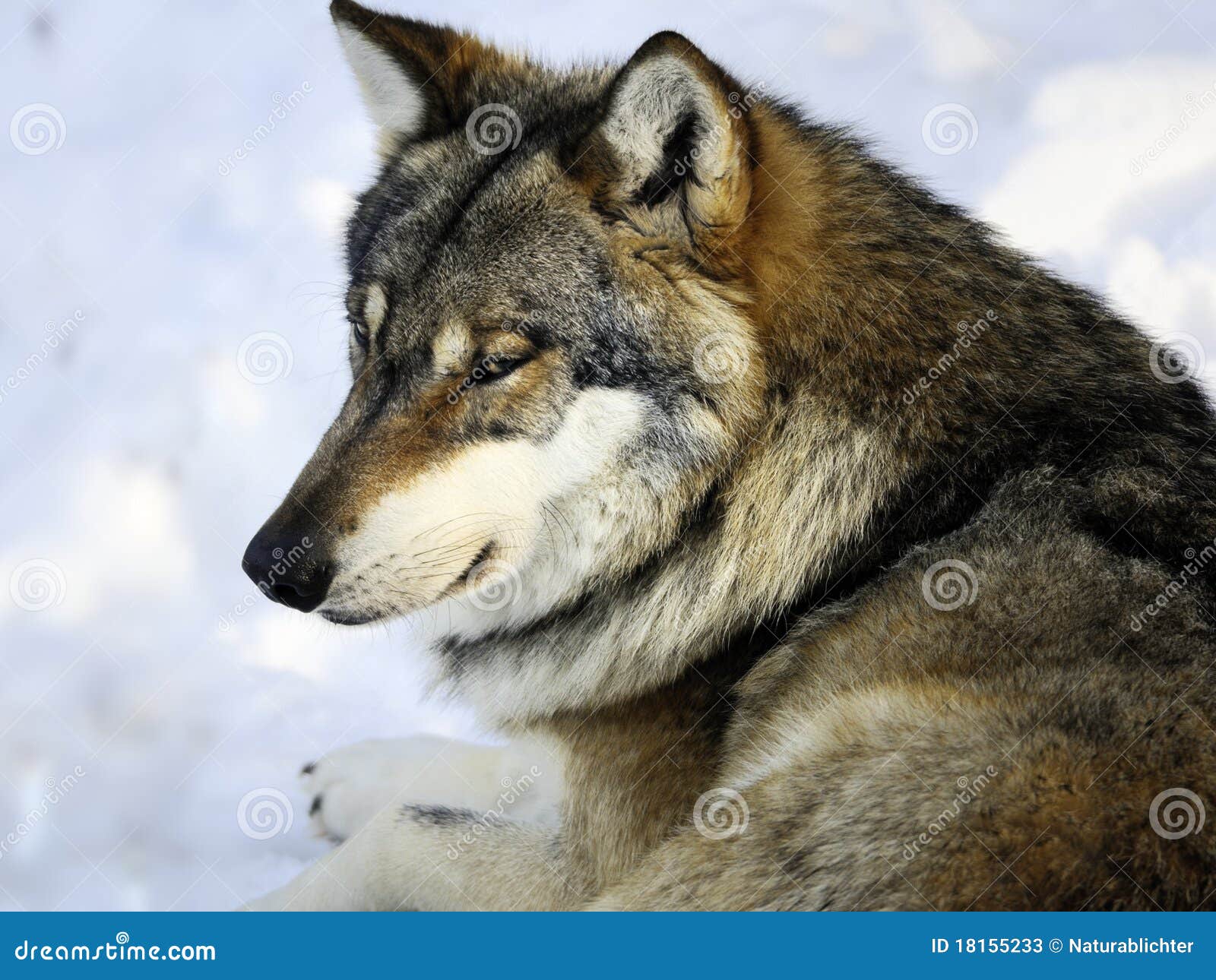 Europese wolf in Duitsland stock afbeelding. Image of zoogdier - 18155233