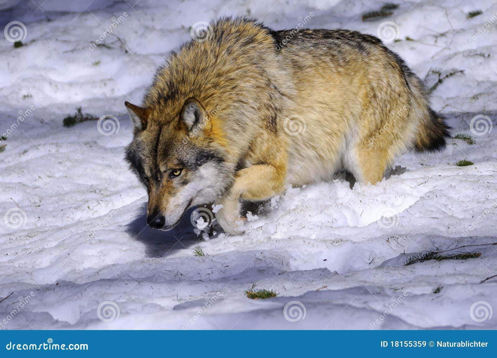 Europese Wolf in Duitsland stock afbeelding. Image of duits - 18155359