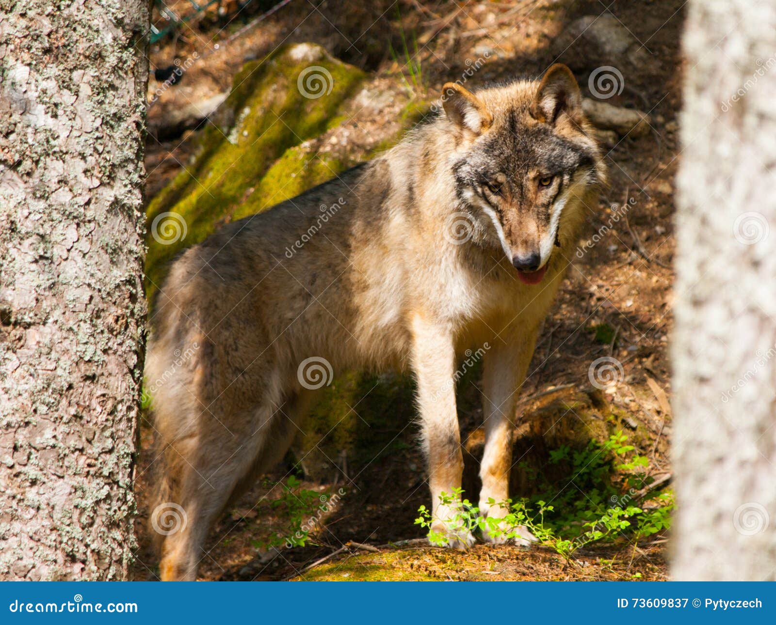 Europese wolf in het bos stock afbeelding. Image of roofdier - 73609837