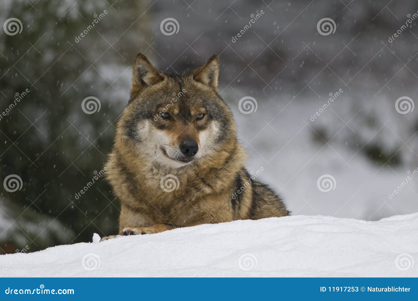 Europese Wolf (wolfszweer Canis) Stock Afbeelding - Image of observeren ...