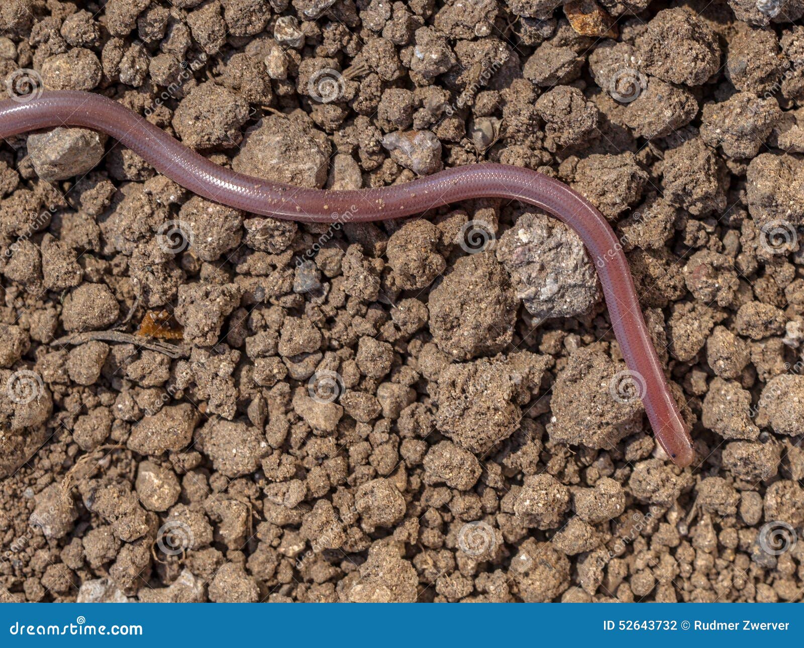 Europese wormslang stock foto. Image of fauna, griekenland - 52643732