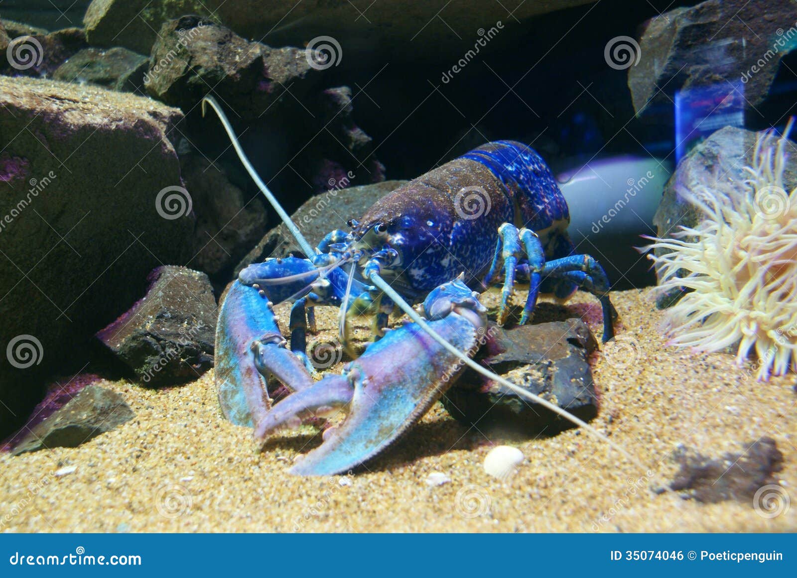 Europese Zeekreeft - Homarus-gammarus Stock Foto - Image of voedsel ...