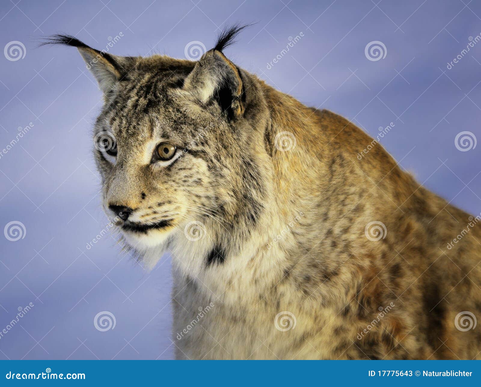 Europeu do lince imagem de stock. Imagem de furtiva, europeu - 17775643
