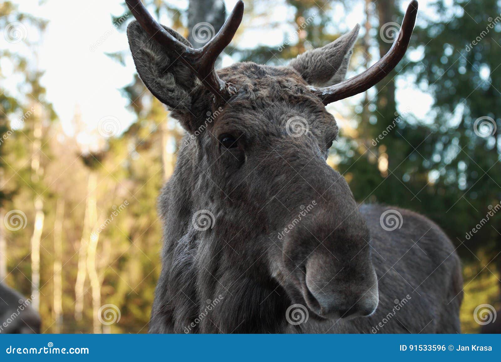 Europeu dos alces foto de stock. Imagem de suécia, menor - 91533596