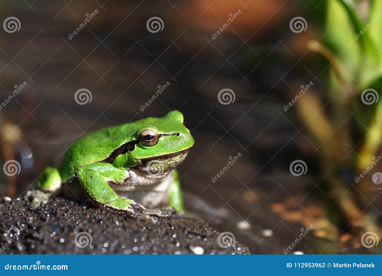 Europeu Treefrog - Arborea Do Hyla Foto de Stock - Imagem de animal ...
