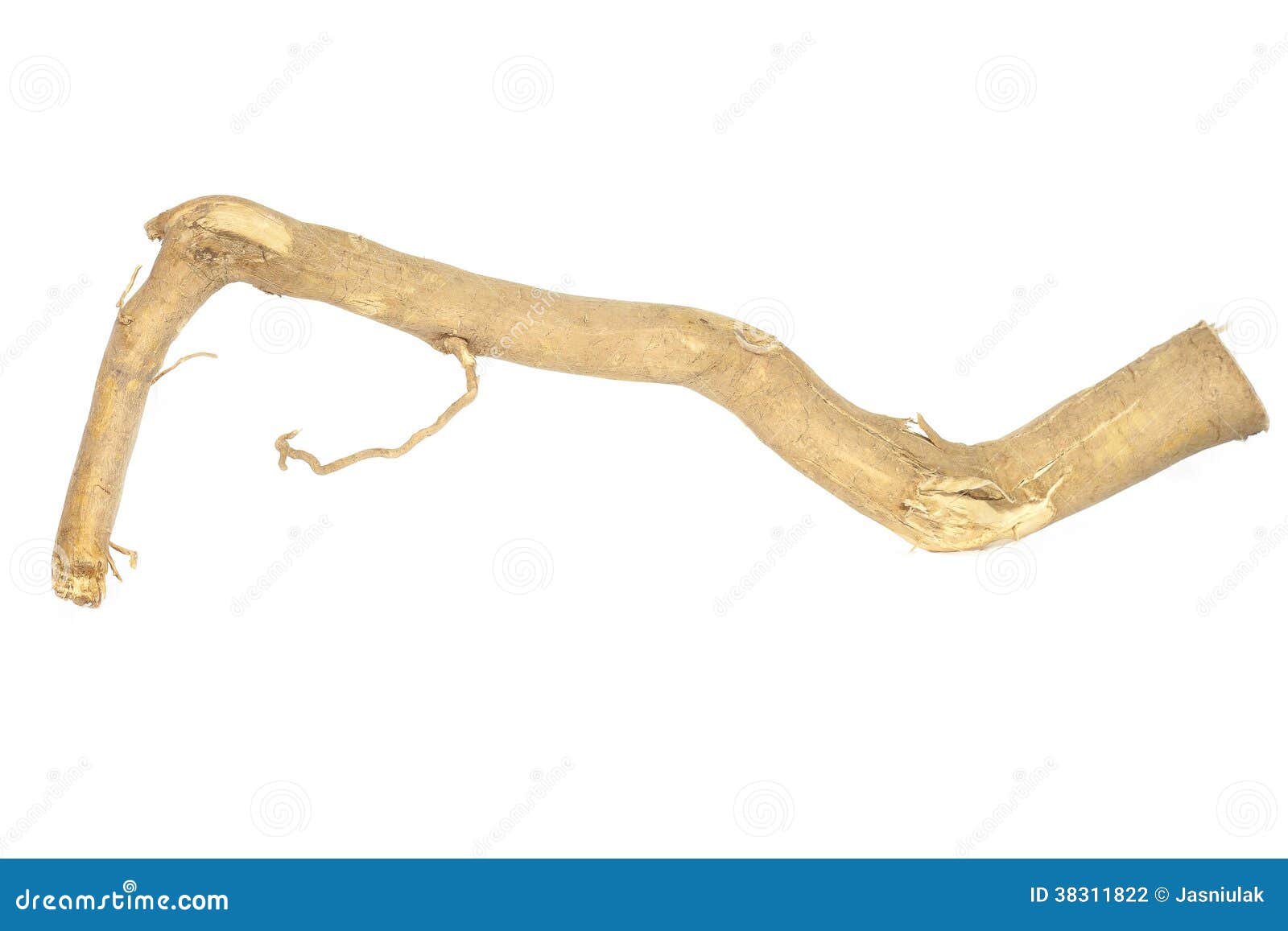 Eurycoma Longifolia Also Known As Tongkat Ali. Stock Photo - Image of ...