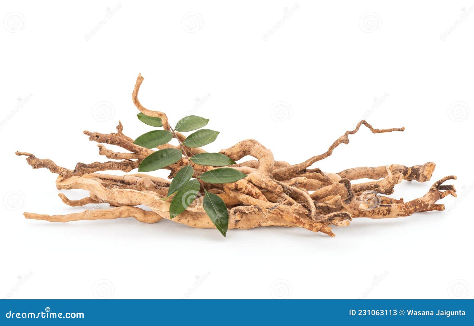 Eurycoma Longifolia Jack,dried Roots and Green Leaves Isolated on White ...