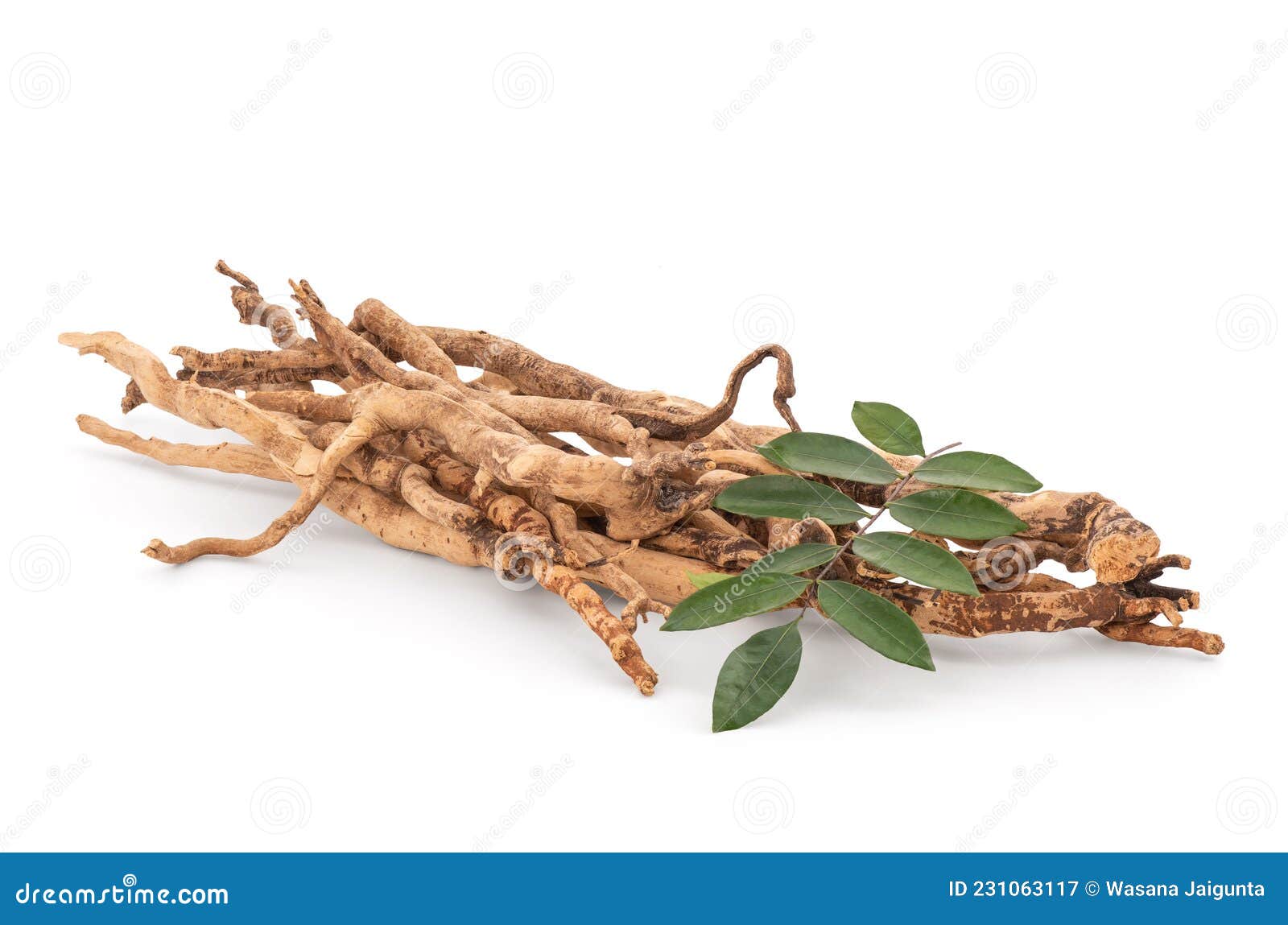 Eurycoma Longifolia Jack,dried Roots and Green Leaves Isolated on White ...