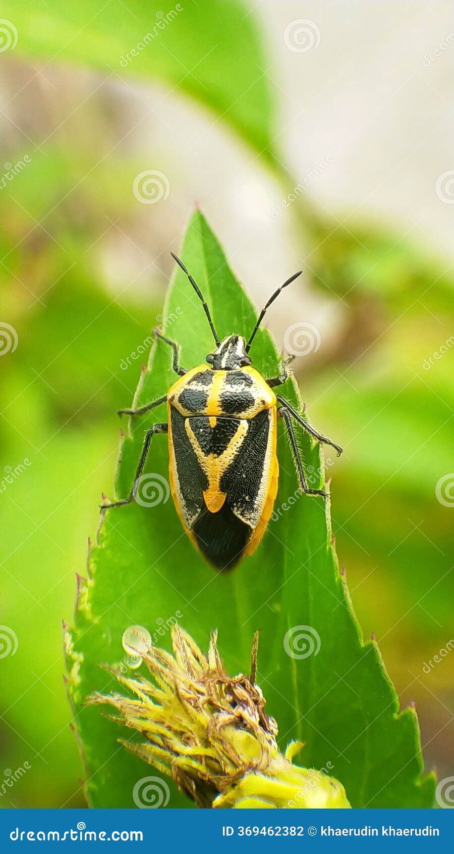 Shield Bugs Mating Stock Photography | CartoonDealer.com #6494552