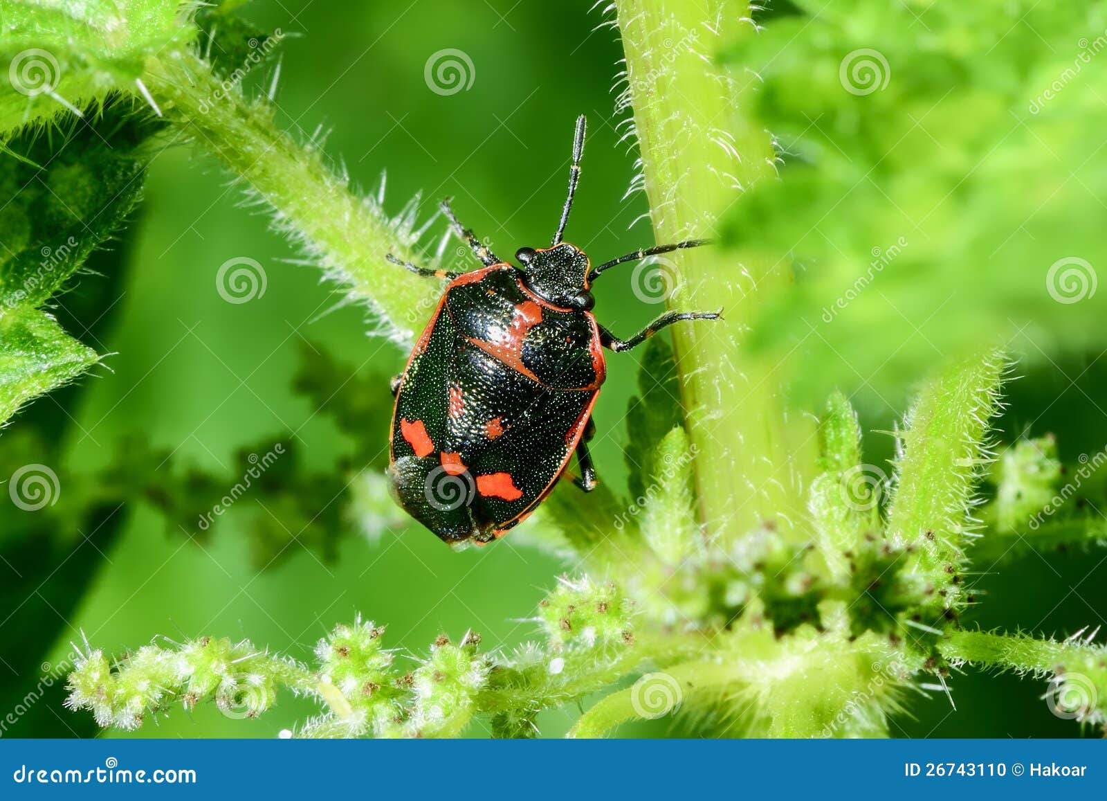 Eurydema Oleracea Is A Species Of Shield Bug In The Family Pentatomidae ...