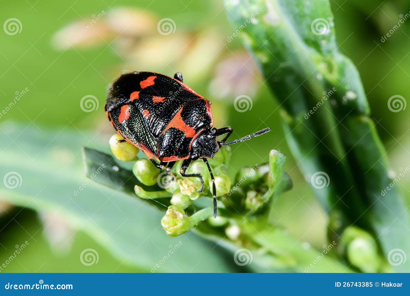 Eurydema Oleracea Is A Species Of Shield Bug In The Family Pentatomidae ...