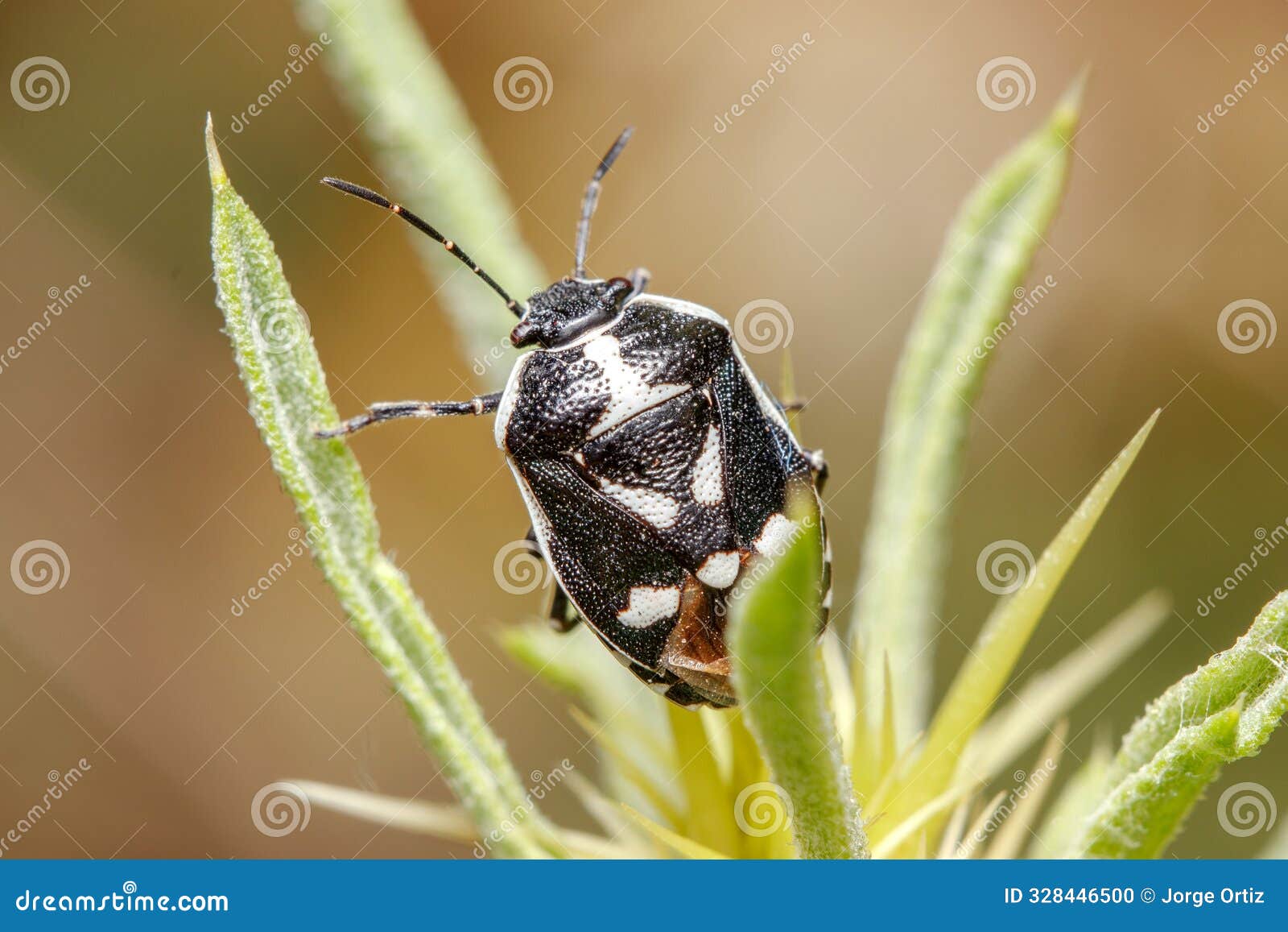 Eurydema Oleracea Shield Bug Posed on a Plant Under the Sun Stock Photo ...