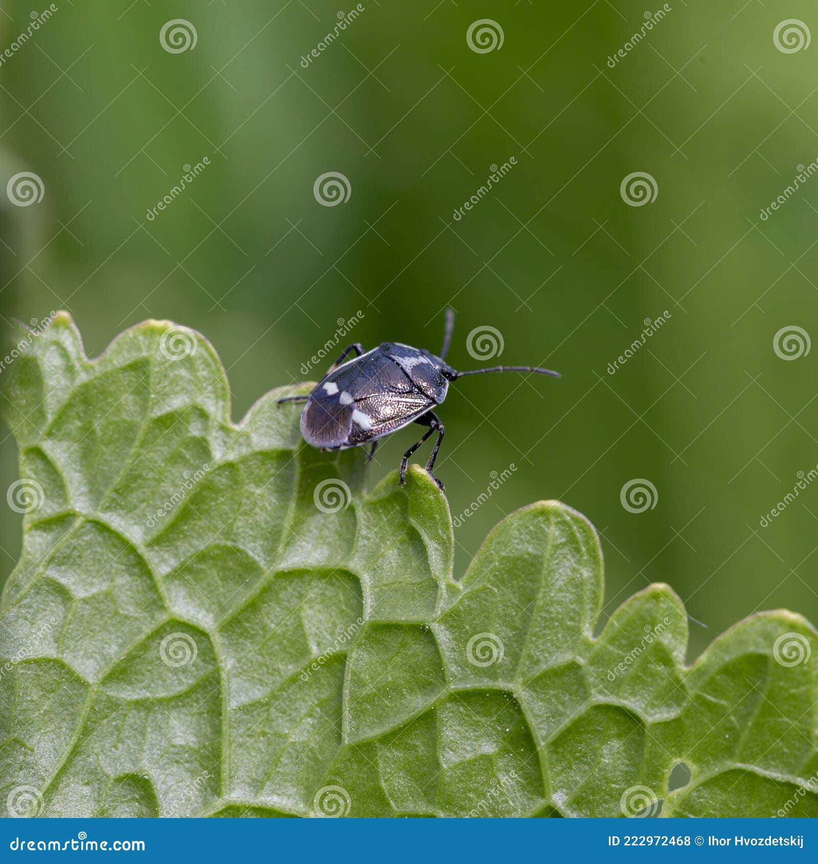 Eurydema Oleracea is a Species of Shield Bug in the Family Pentatomidae ...