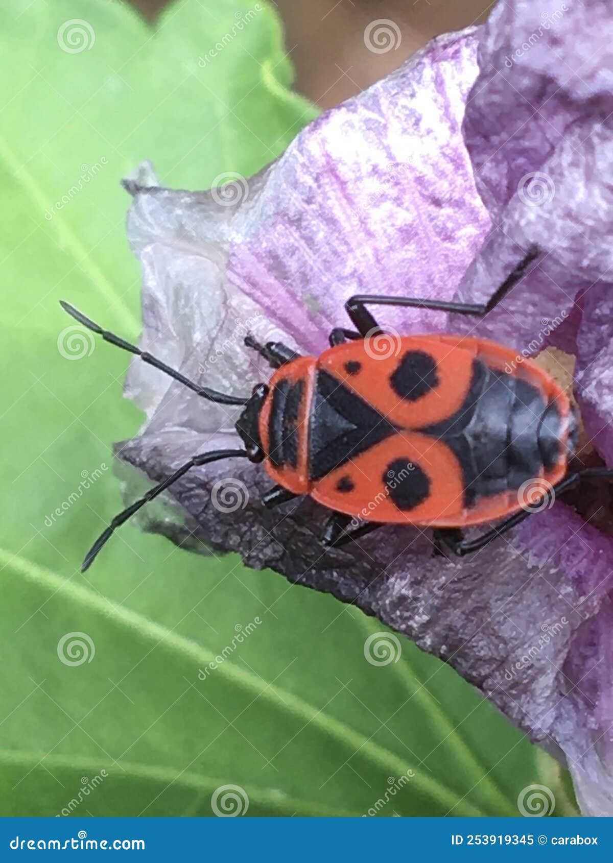 Eurydema ornata stock image. Image of ornata, cabbage - 253919345