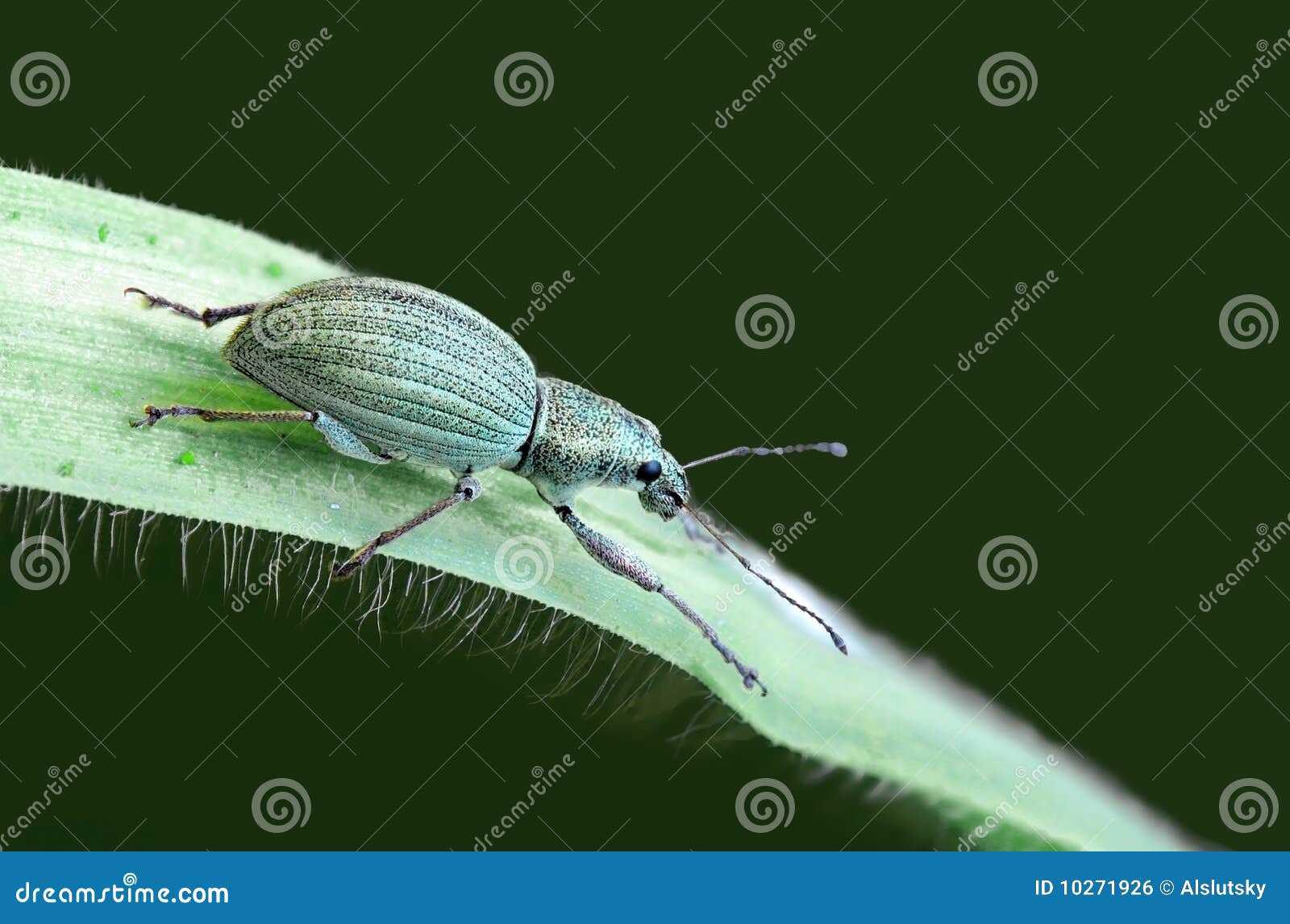 Eusomus ovulum stock photo. Image of environment, flower - 10271926