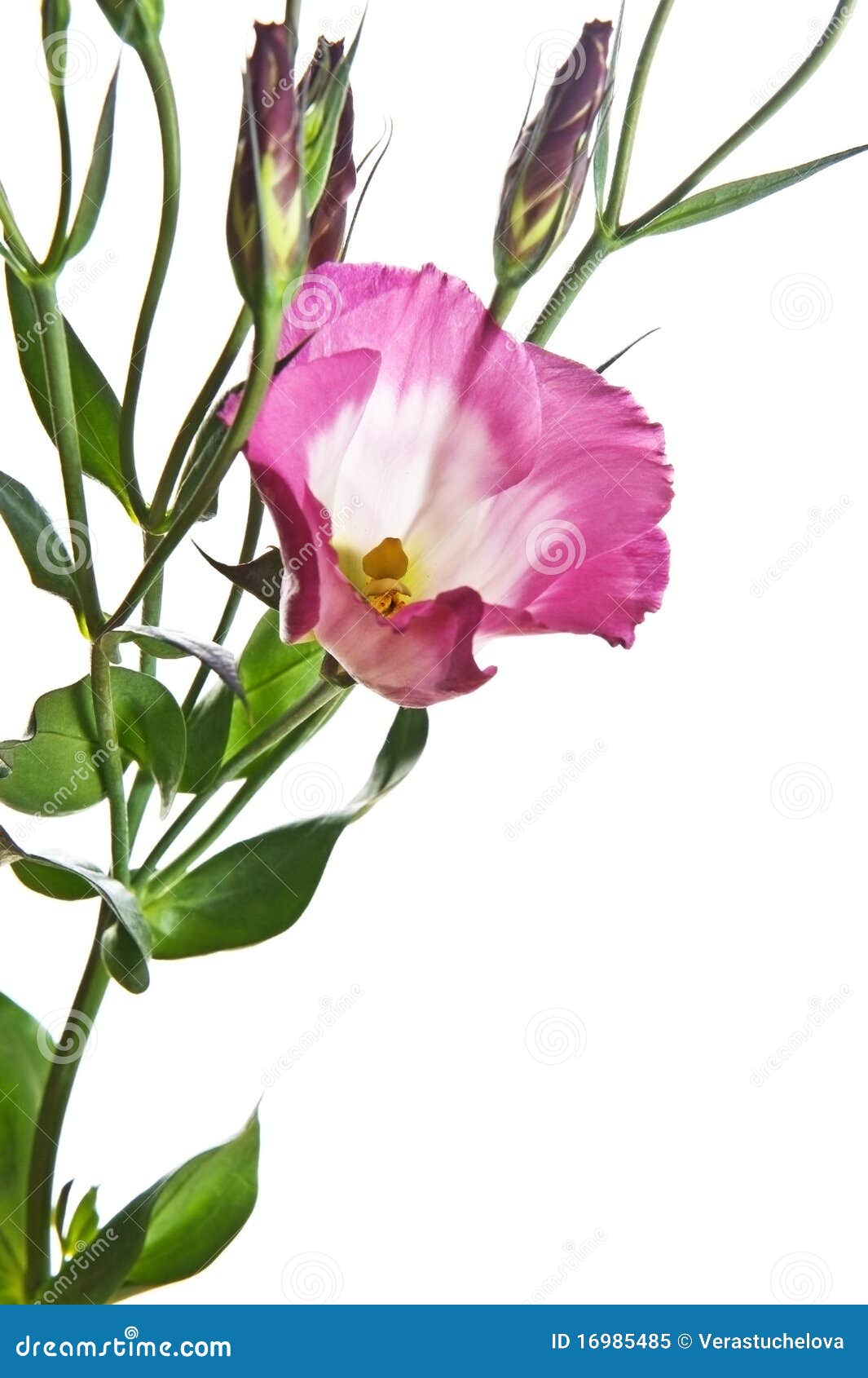Eustoma flower stock image. Image of grow, garden, gardening - 16985485