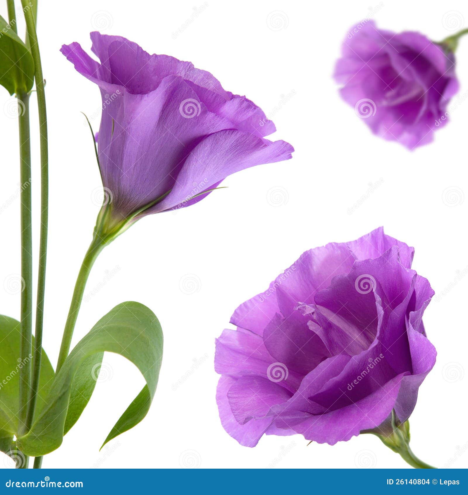 Eustoma flower stock photo. Image of isolated, white - 26140804