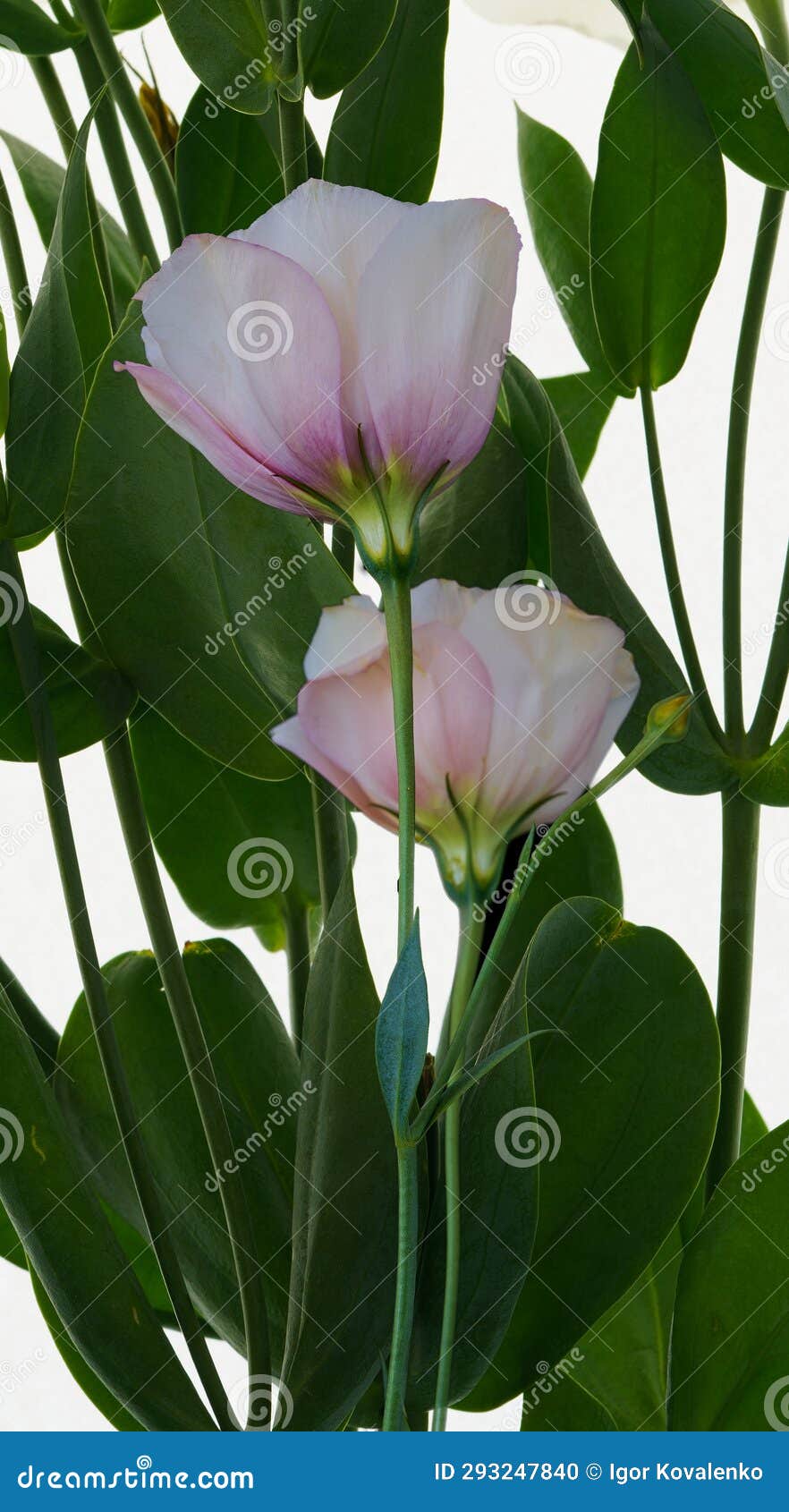 Eustoma Flower Growing on a White Background Stock Photo - Image of ...