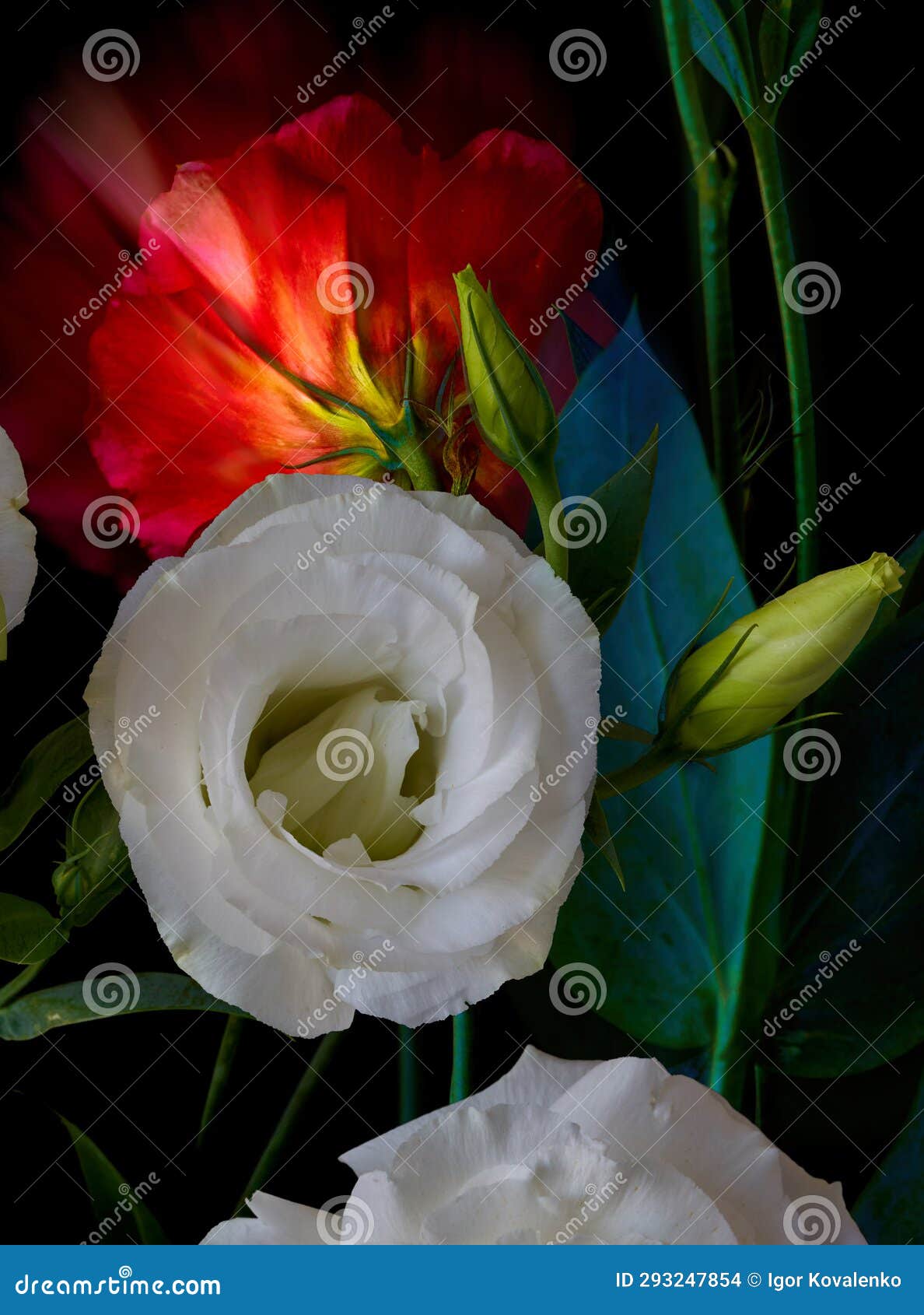Eustoma Flower Grows on a Black Background Stock Photo - Image of black ...