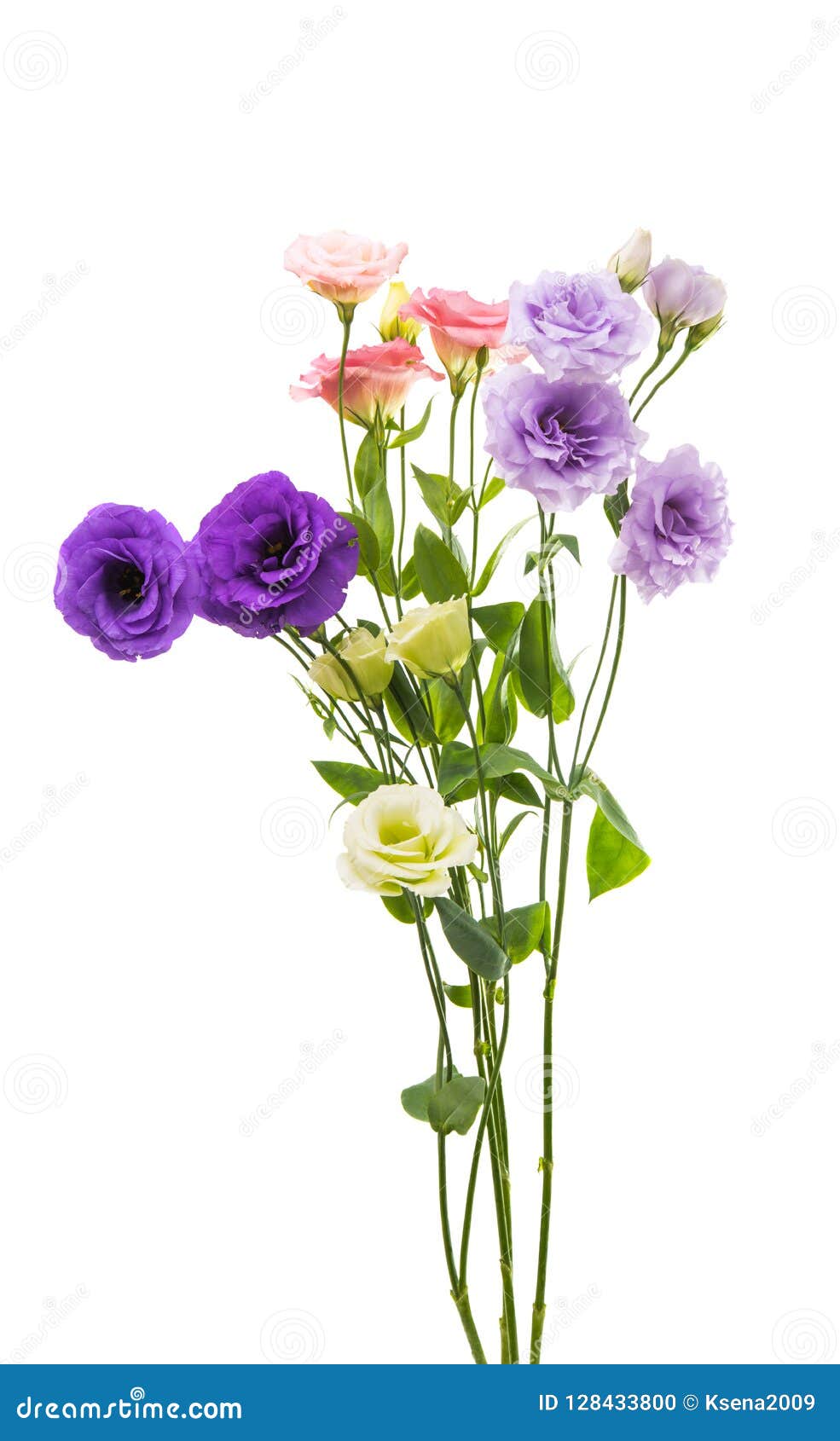 Eustoma flower isolated stock photo. Image of isolated - 128433800