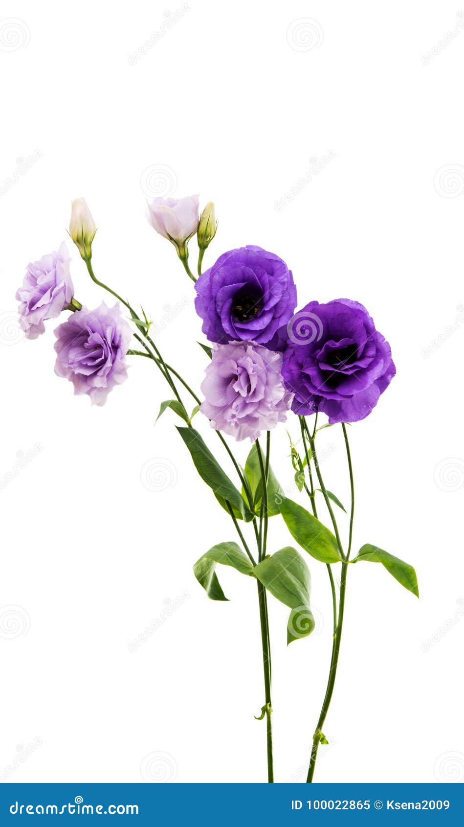 Eustoma flower stock image. Image of cultivation, growth - 100022865