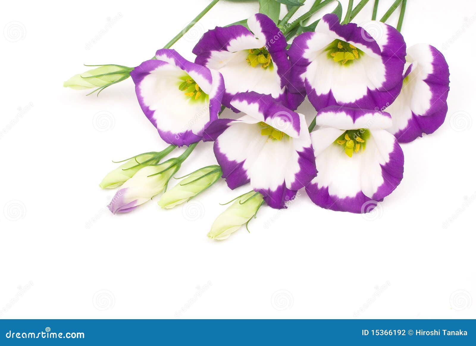Eustoma flowers stock photo. Image of flowers, color - 15366192