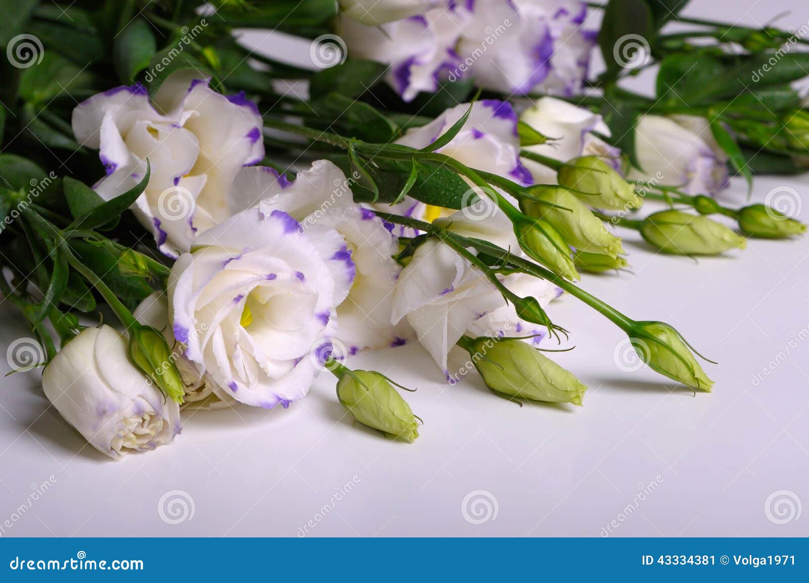 Eustoma stock image. Image of green, botany, freshness - 43334381