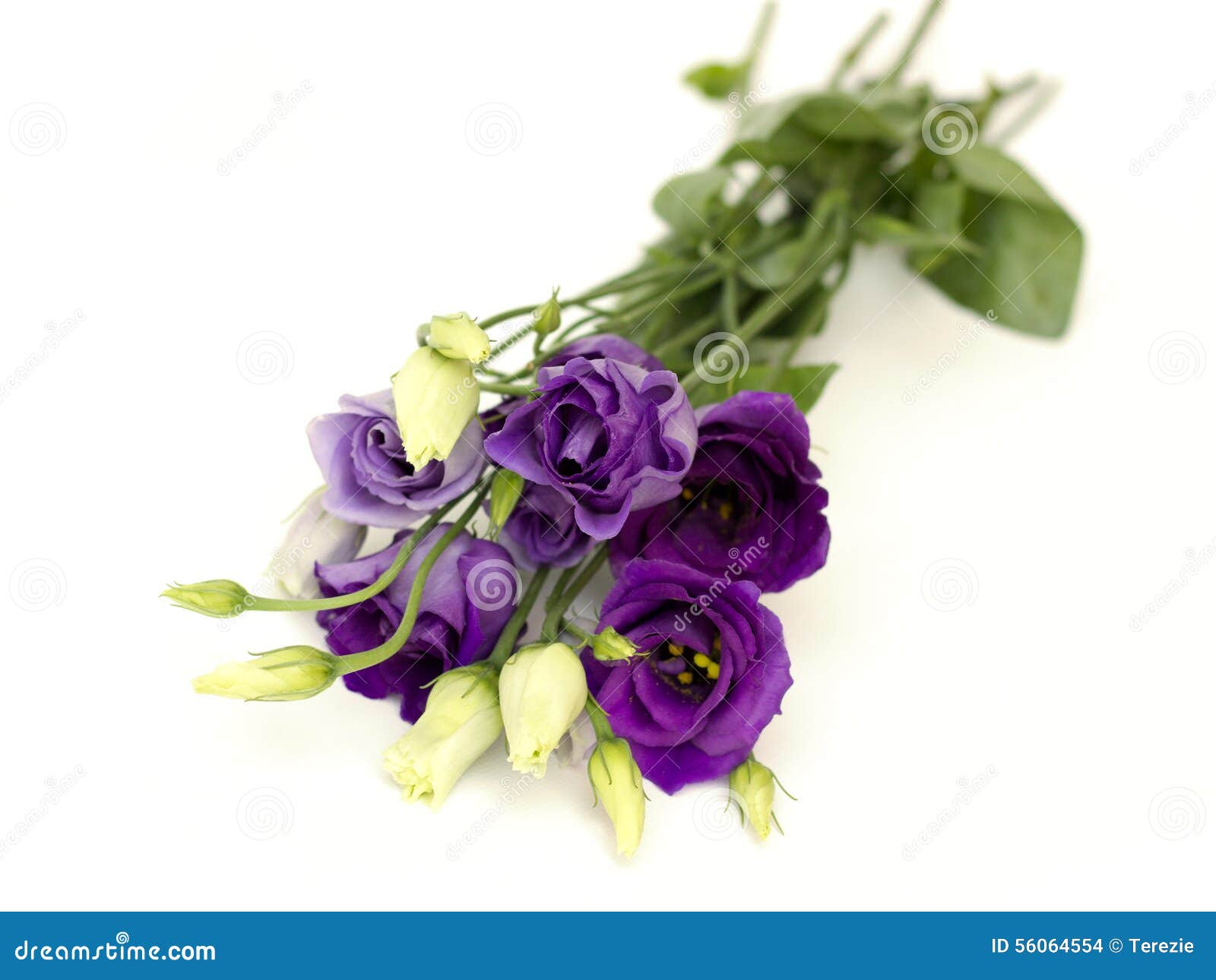 Eustoma grandiflorum stock photo. Image of detail, botanical - 56064554