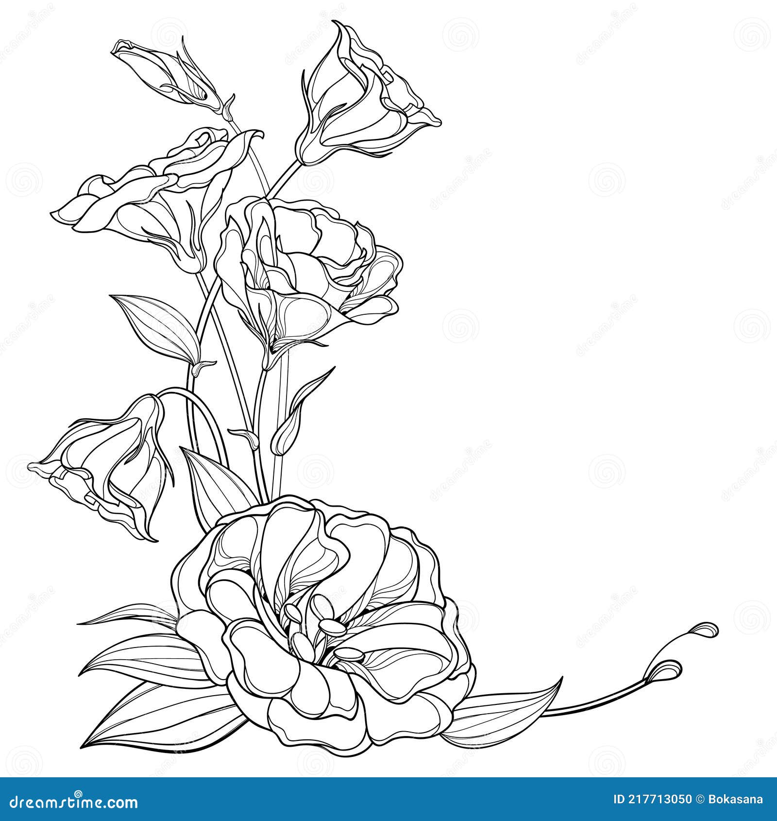 Lisianthus Flower Drawing And Sketch. Vector Illustration ...