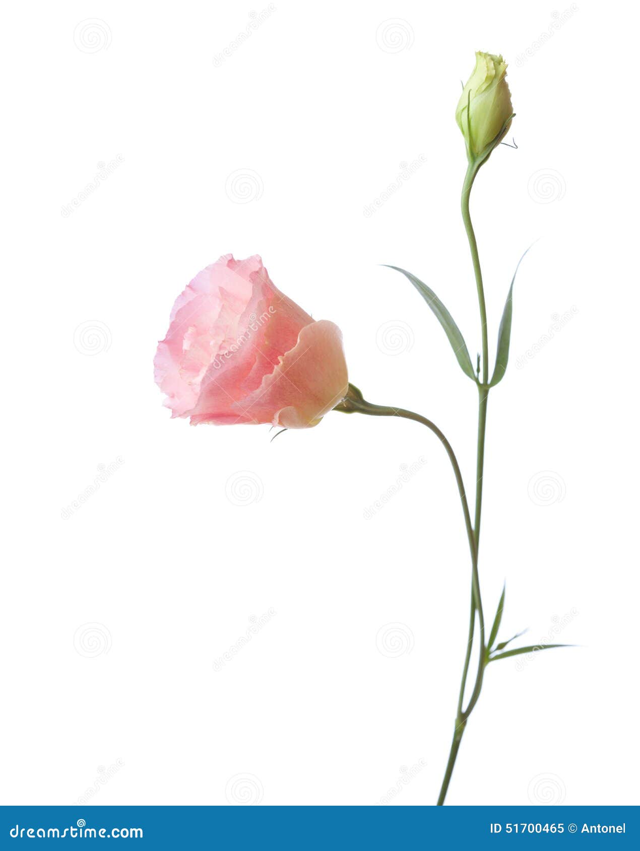 Eustoma stock image. Image of birthday, life, isolated - 51700465