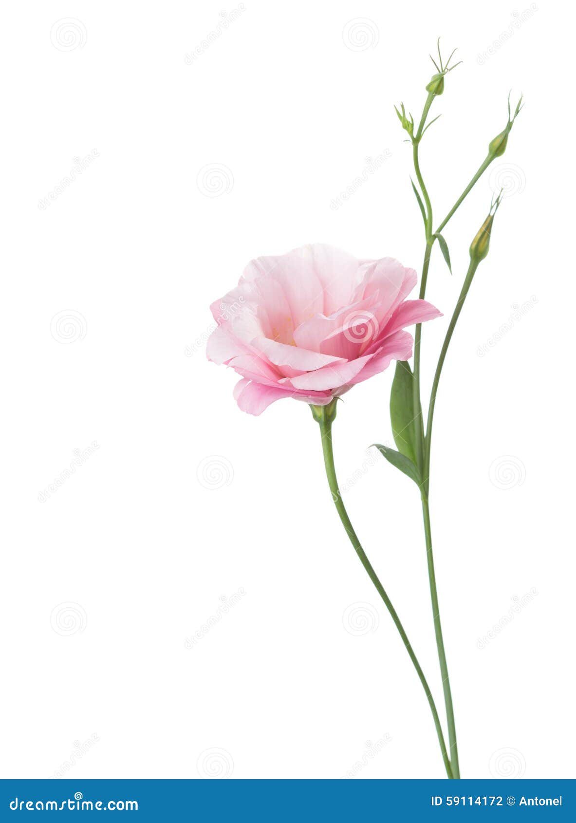 Eustoma stock photo. Image of birthday, isolated, beautiful - 59114172