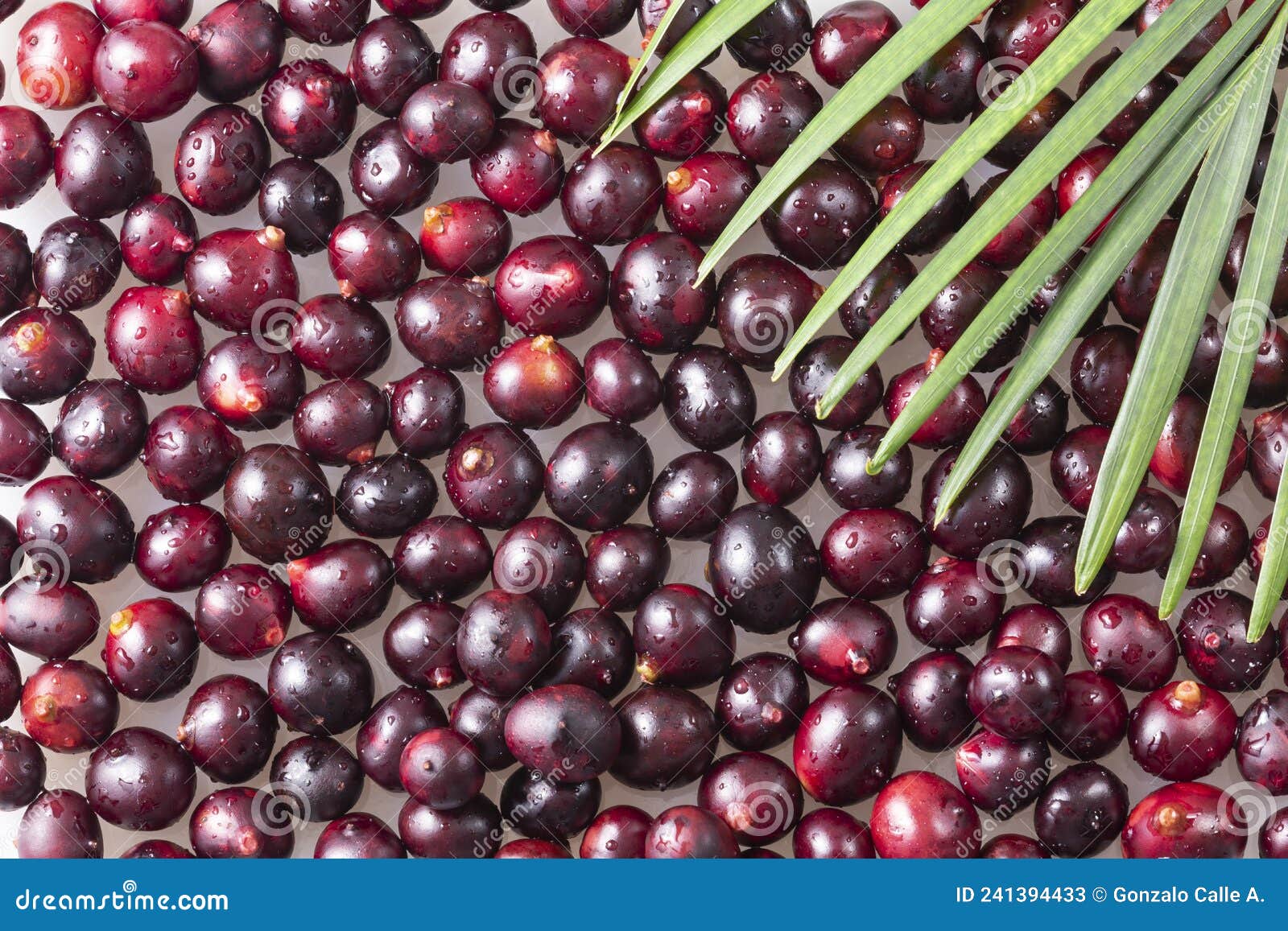 Euterpe Oleracea - Acai Fruit of the Palm Manaca Stock Image - Image of ...