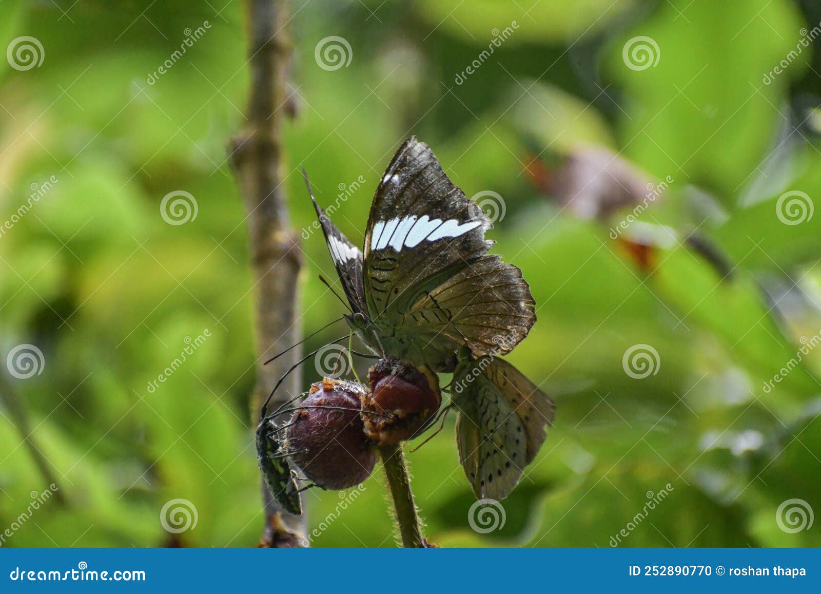 Phemius Photos - Free & Royalty-Free Stock Photos from Dreamstime